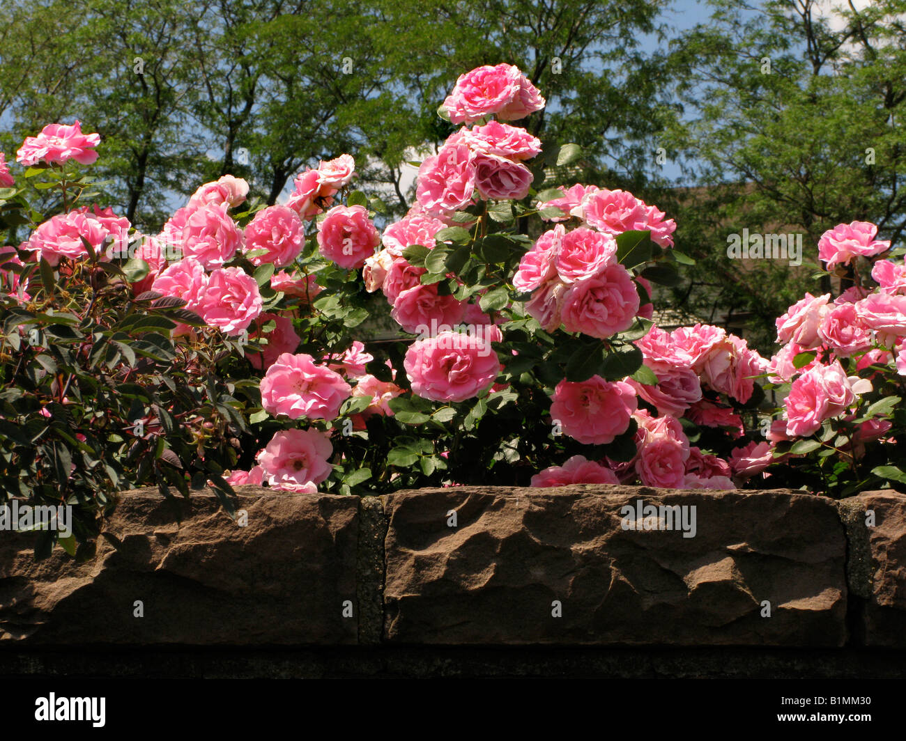 Pink roses on stone wall Stock Photo - Alamy