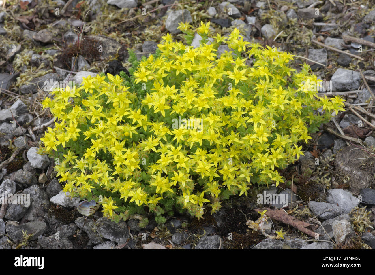 Biting Stonecrop - Sedum acre Stock Photo - Alamy
