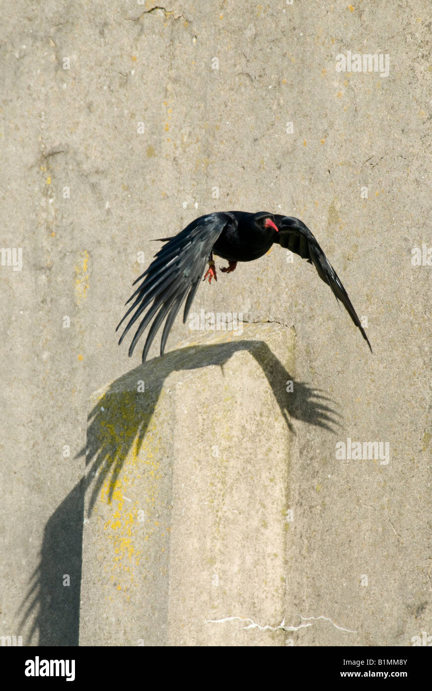 chough in flight pyrrhocorax pyrrhocorax islay scotland Stock Photo - Alamy