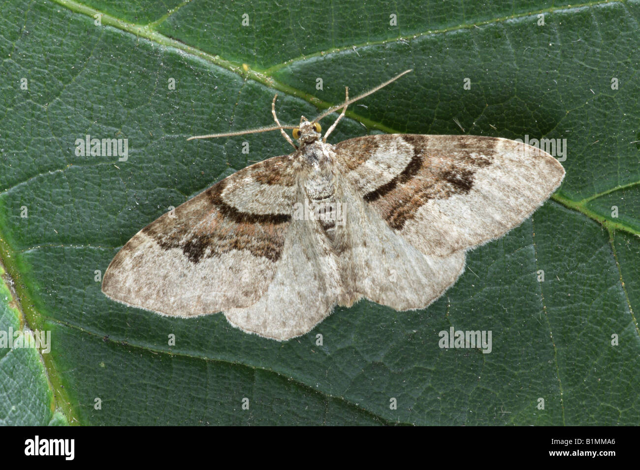 Flame Carpet - Xanthorhoe designata Stock Photo - Alamy
