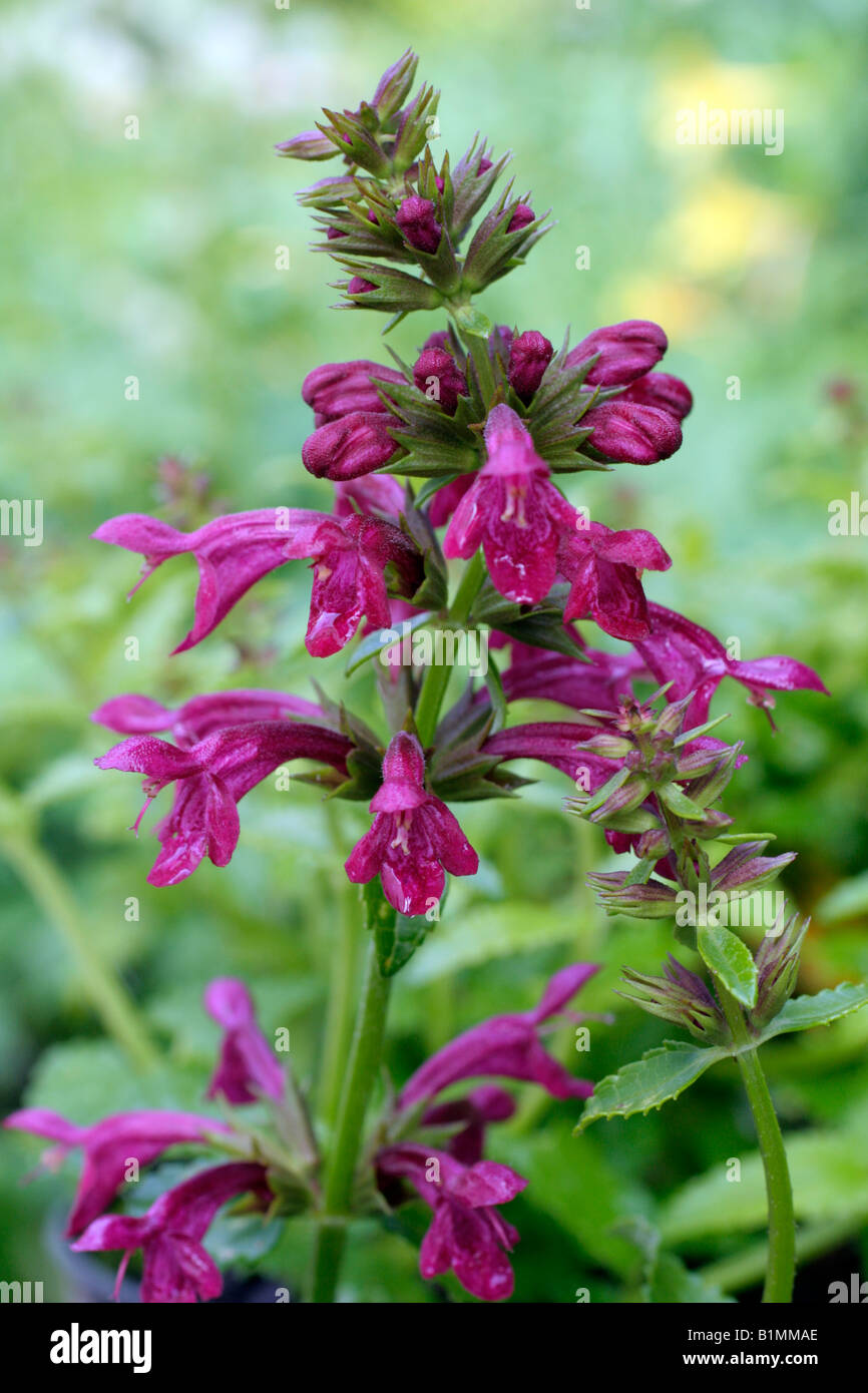 Stachys thunbergii hi-res stock photography and images - Alamy