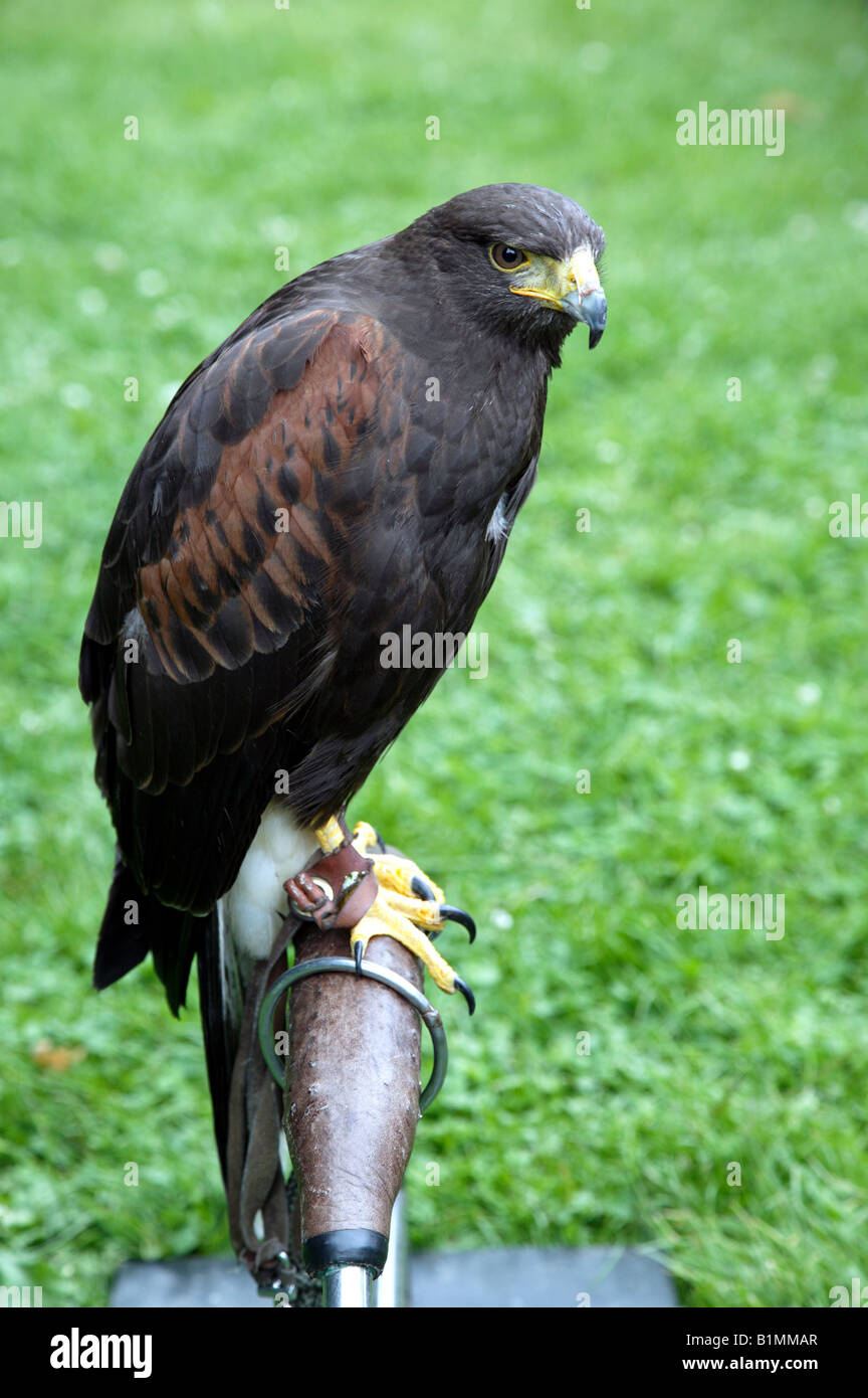 Tethered Harris Hawk Stock Photo - Alamy