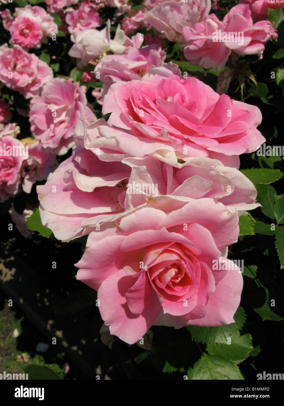 Cluster of pink roses hi-res stock photography and images - Alamy