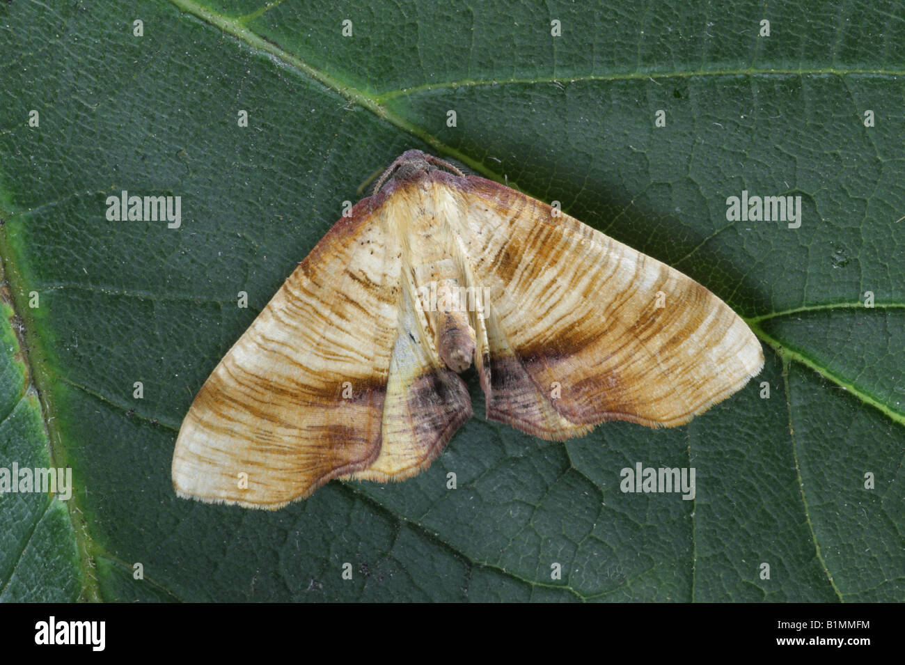 Scorched Wing - Plagodis dolabraria Stock Photo - Alamy