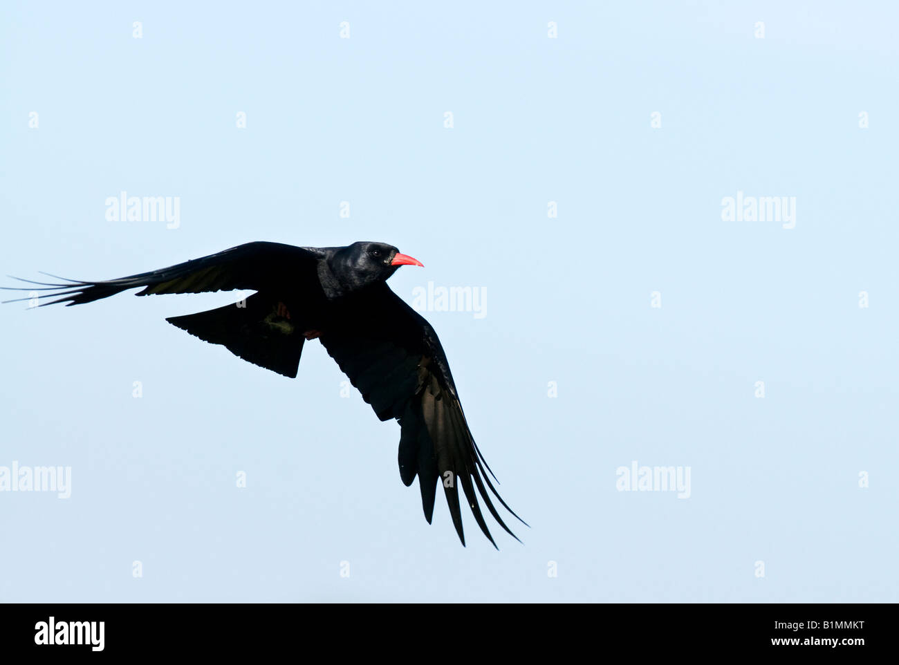 chough in flight pyrrhocorax pyrrhocorax islay scotland Stock Photo - Alamy