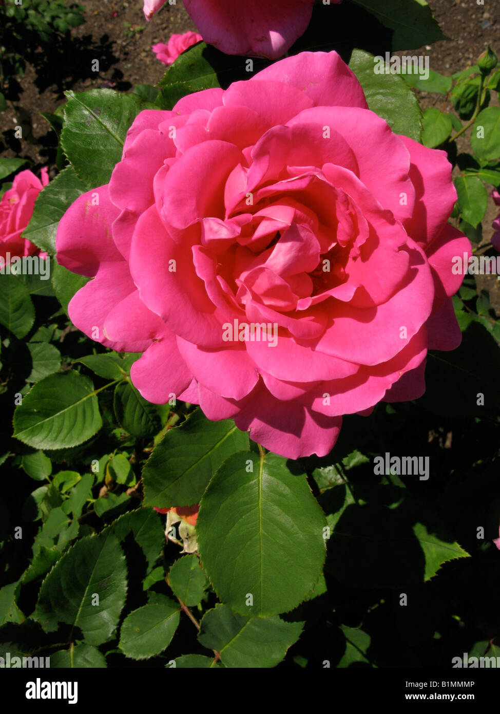 Attar of rose hi-res stock photography and images - Alamy