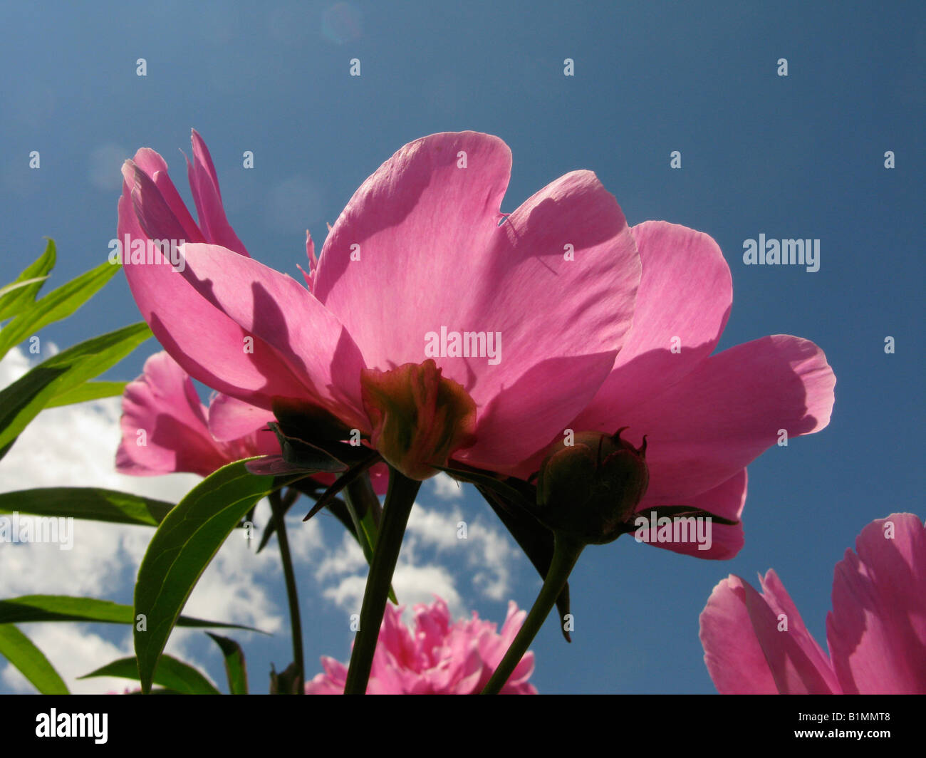 Pink roses against a blue sky Stock Photo - Alamy