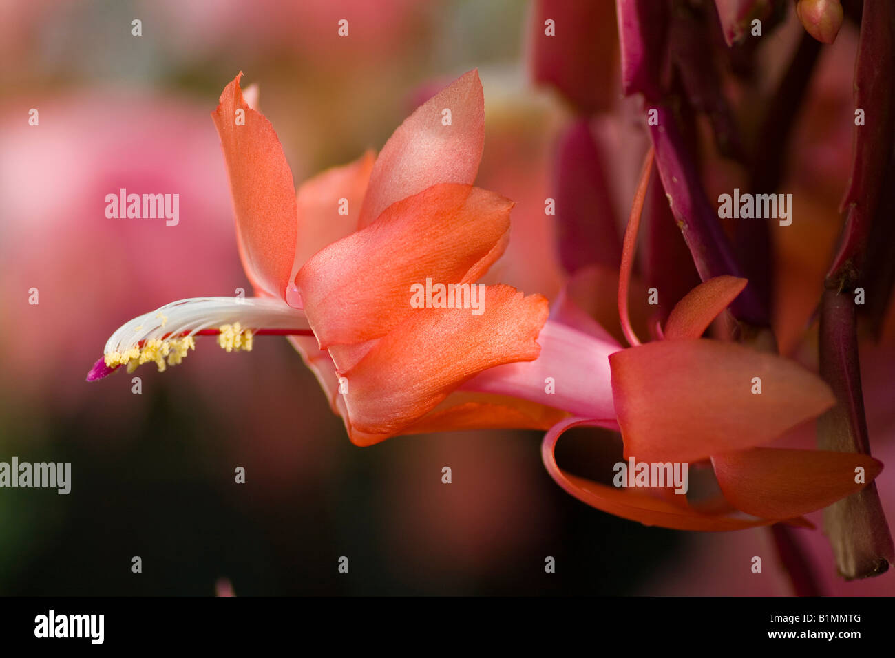 Zygo cactus hi-res stock photography and images - Alamy