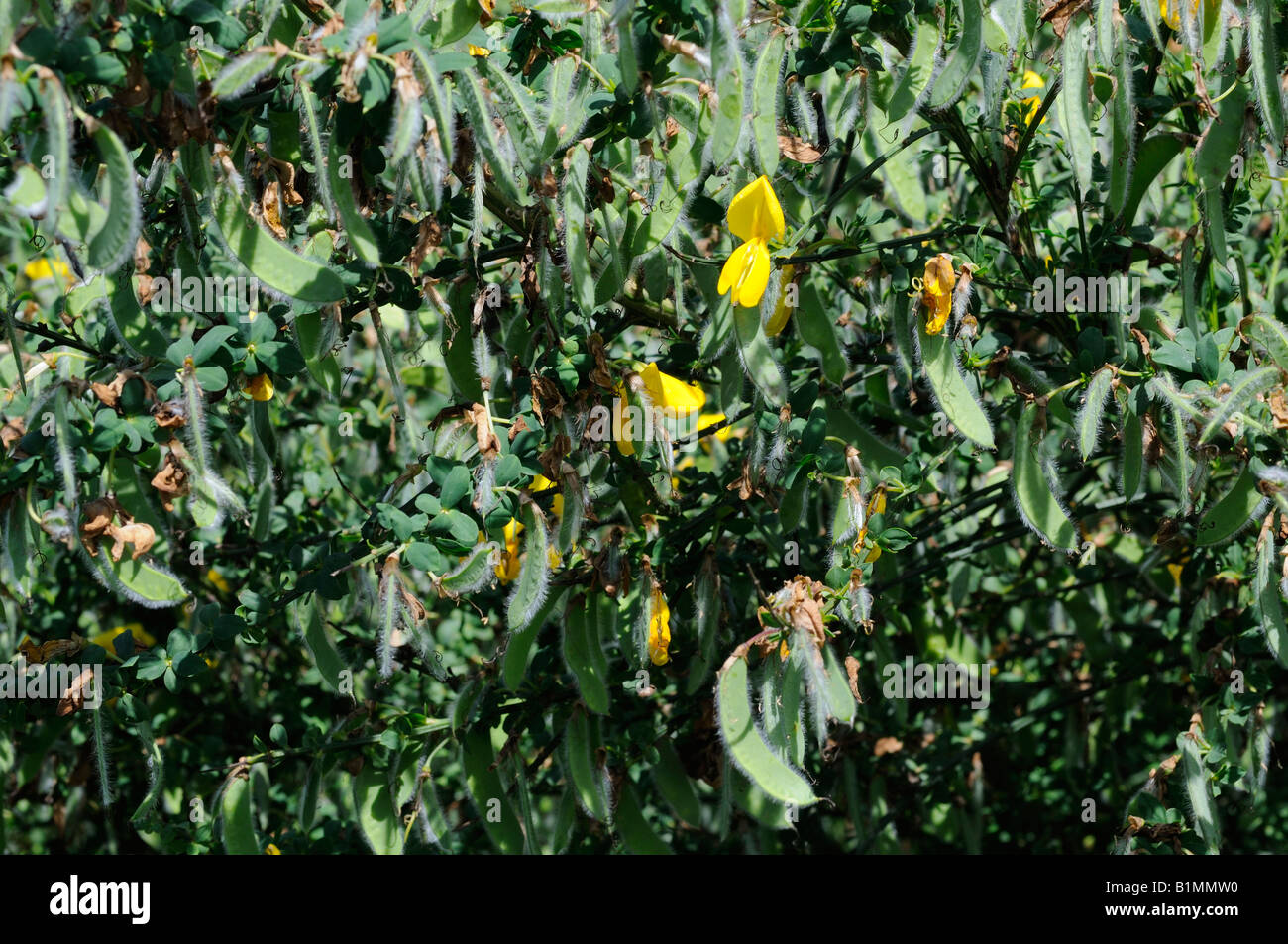 Broom field hi-res stock photography and images - Alamy