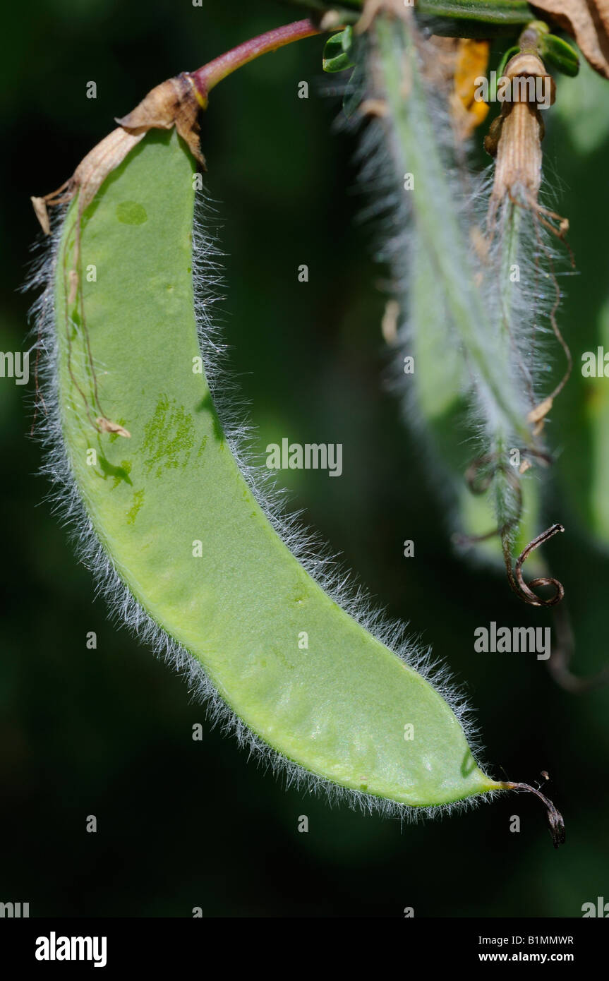 Broom seed pod Stock Photo - Alamy