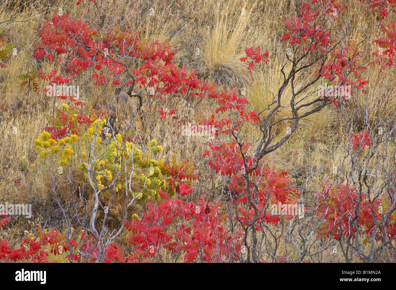 Gv0709117 hi-res stock photography and images - Alamy