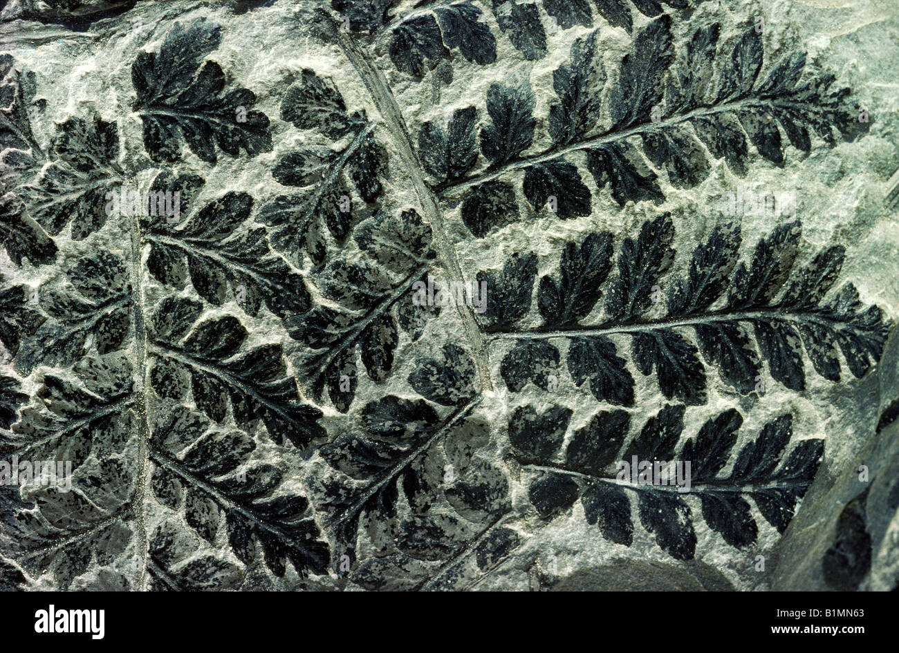 Carbon Films Fossils