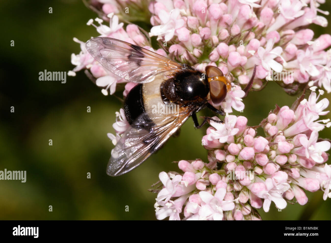 Hoverfly Volucella pellucens Syrphidae on valerian UK Stock Photo - Alamy