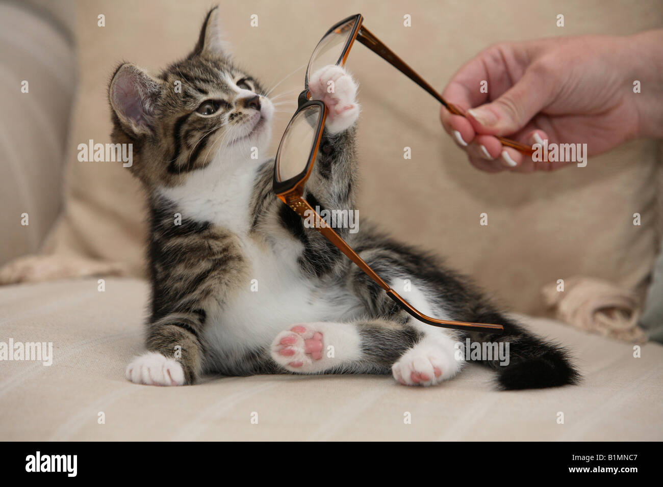Kitten playing with glasses Stock Photo - Alamy
