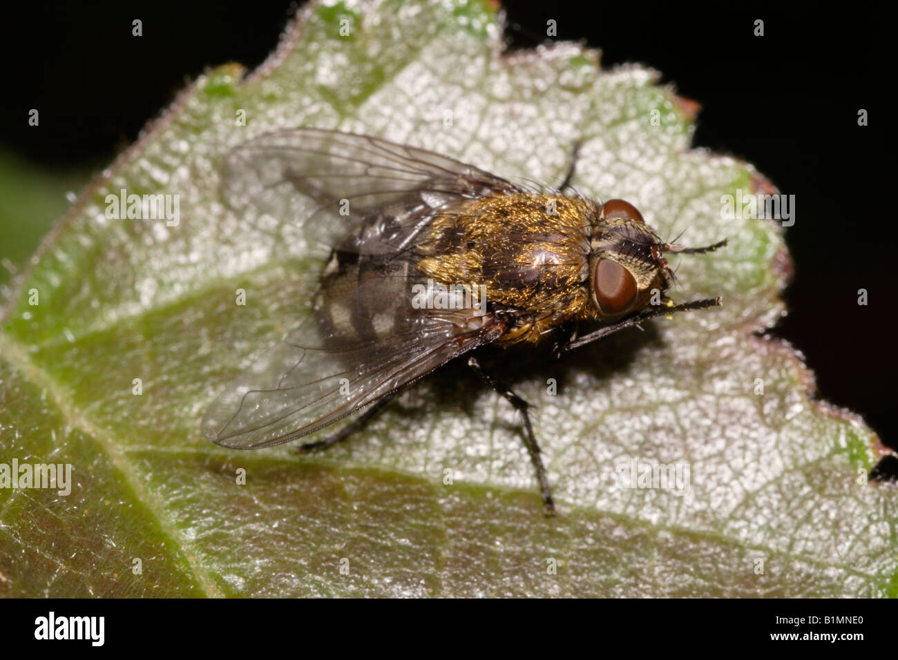 Cluster fly Pollenia rudis Calliphoridae grooming its head UK Stock ...