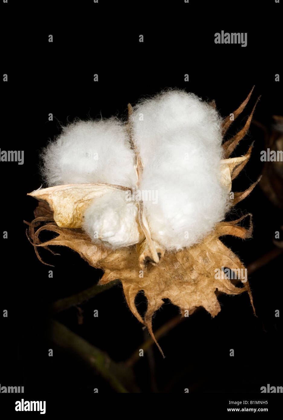Cotton plant hi-res stock photography and images - Alamy