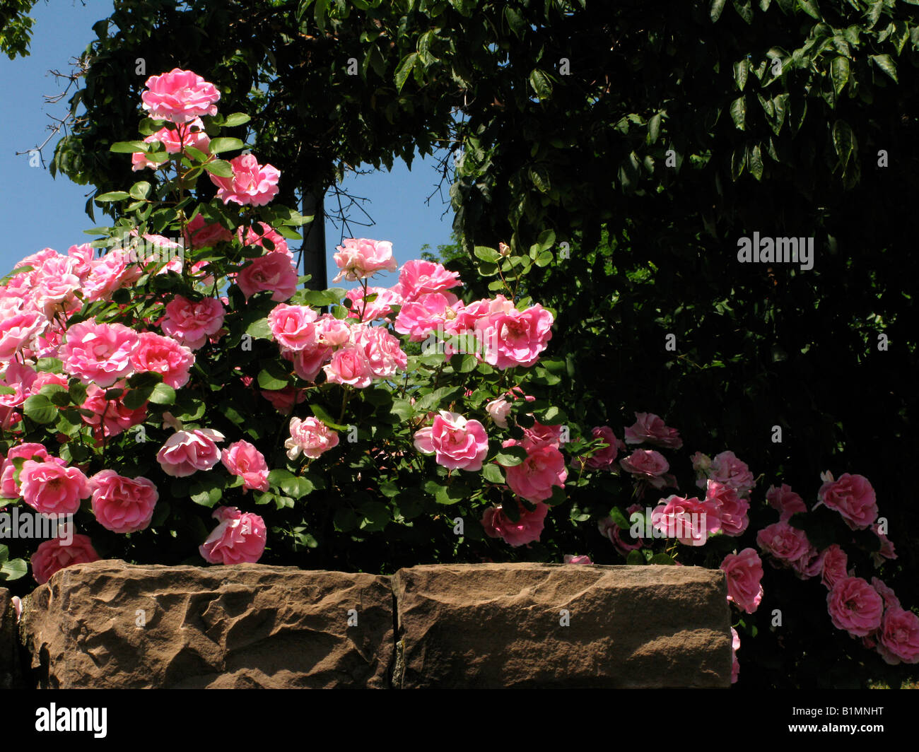 Pink roses on stone wall Stock Photo - Alamy