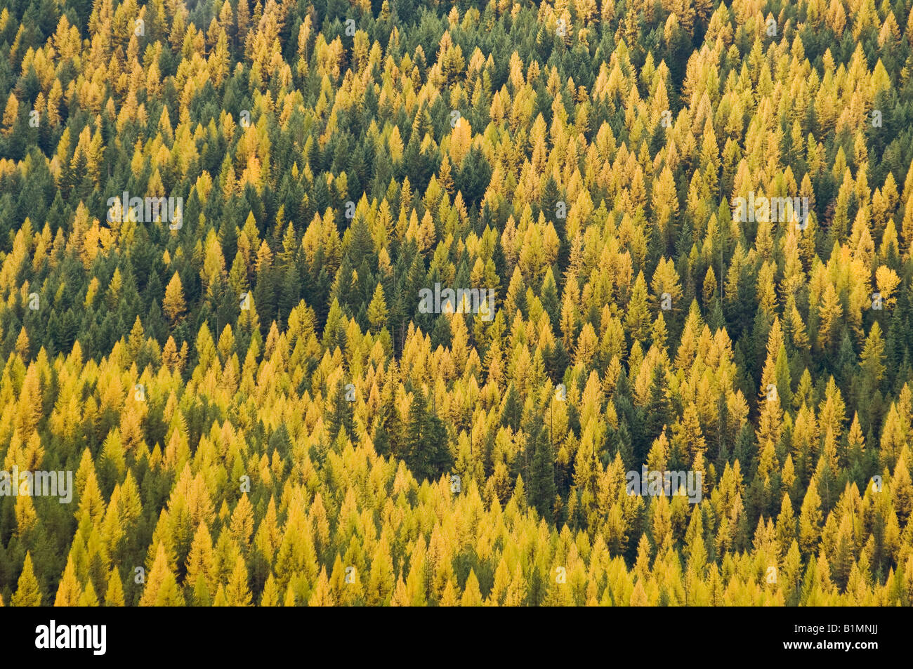 Western Larch trees in Autumn Mill Creek Valley Colville National ...
