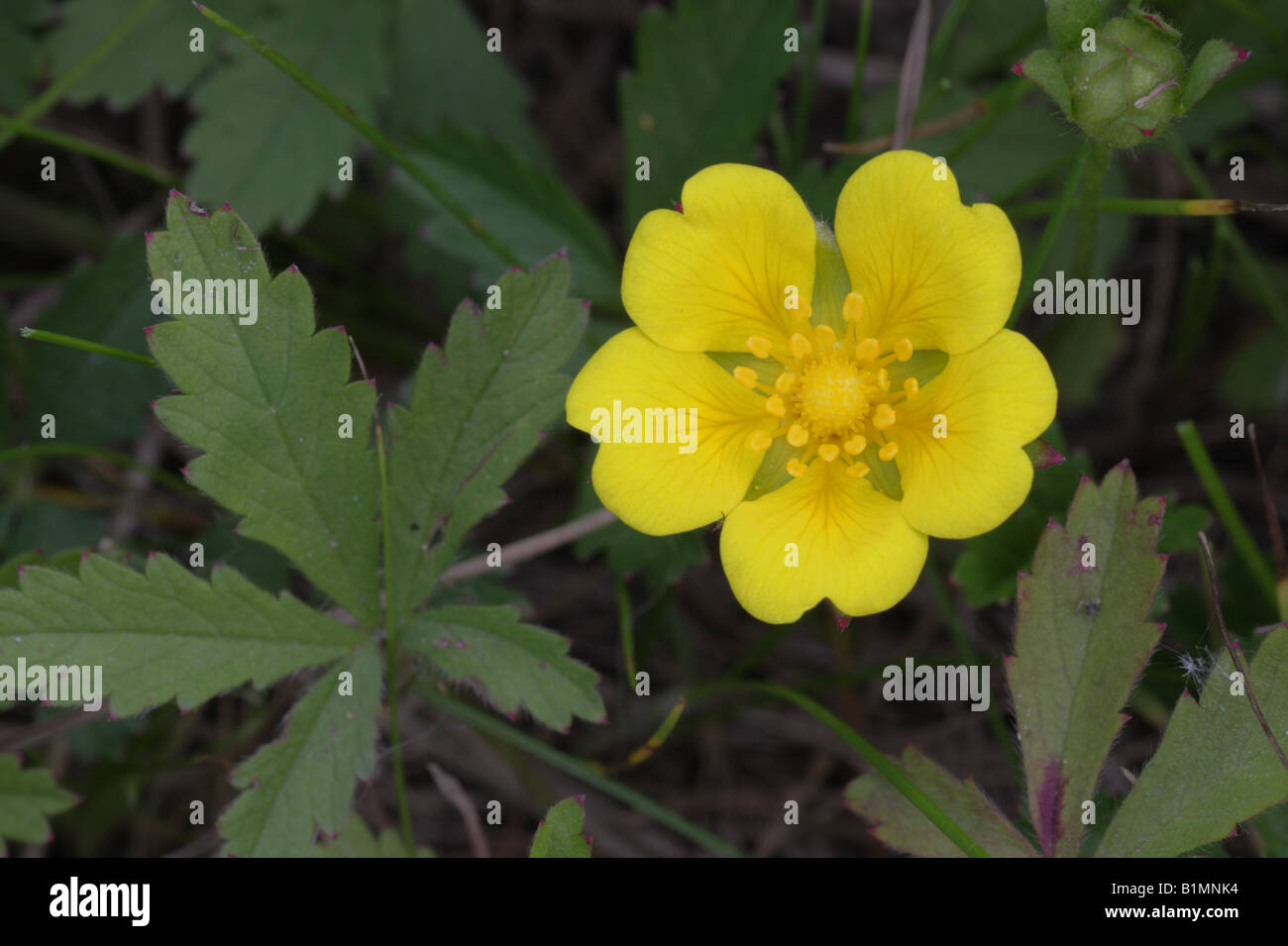 Creeping Cinquefoil - Potentilla reptans Stock Photo - Alamy