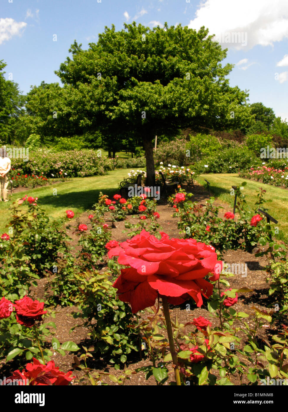 Hybrid tree rose hi-res stock photography and images - Alamy