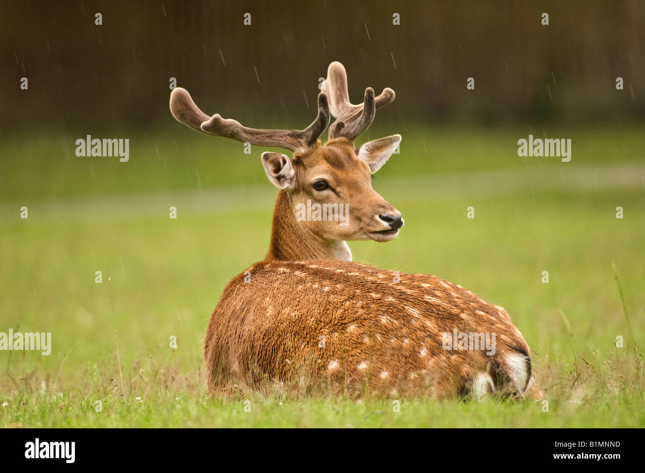 Male Fallow deer dama dama lying down in the spring rain Stock Photo ...