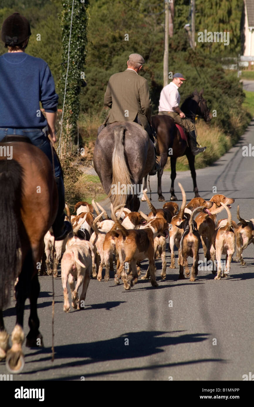 Foxhounds hi-res stock photography and images - Alamy