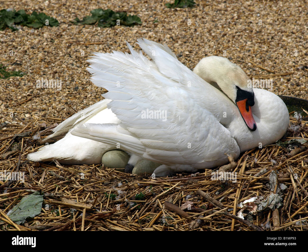 a mute swan on her nest with eggs and wing extended at the abbotsbury ...