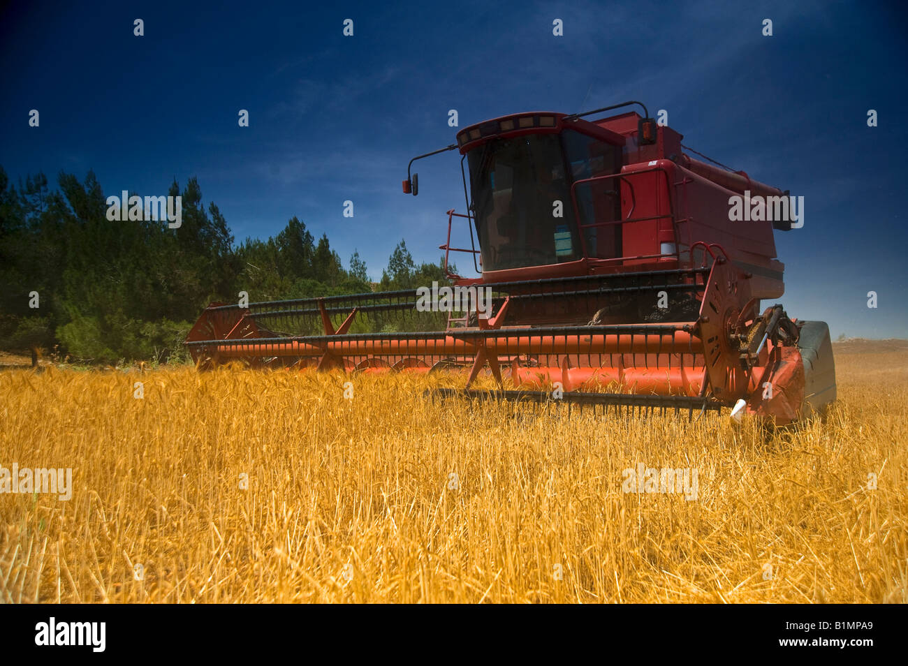 red combine working in a wheat field Stock Photo - Alamy