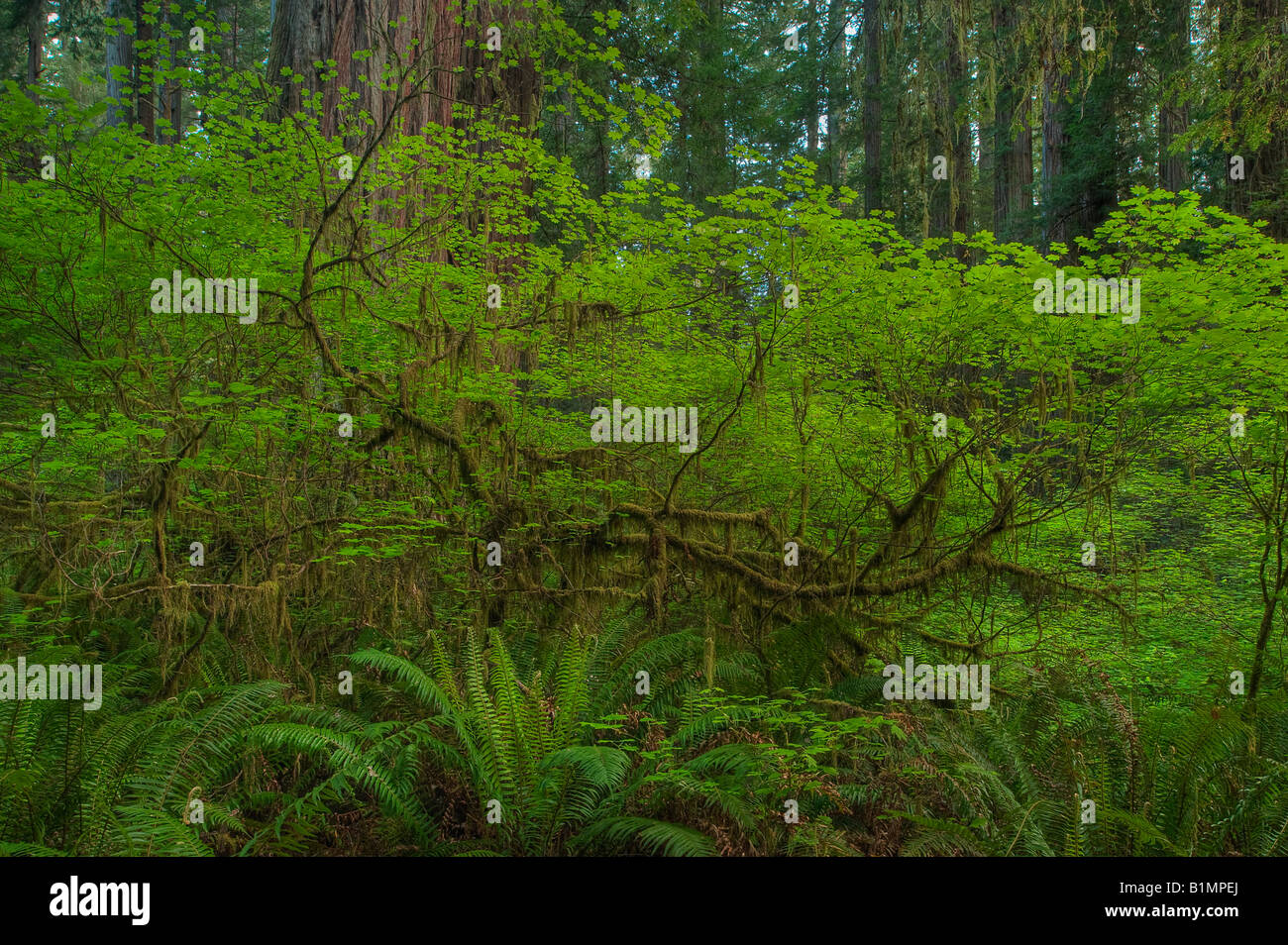 New growth deep in a redwood forest Stock Photo - Alamy