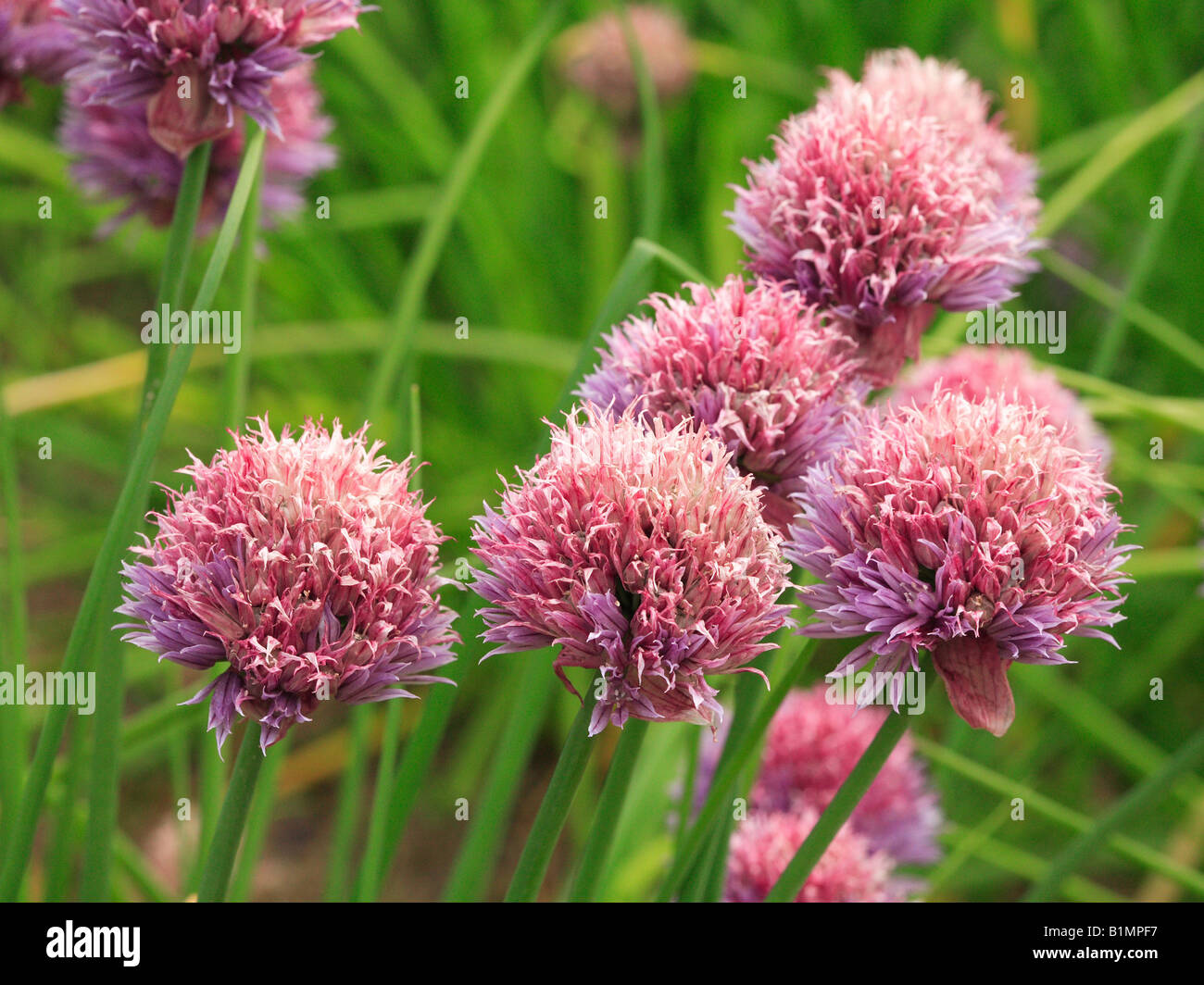 Allium hybrid hi-res stock photography and images - Alamy