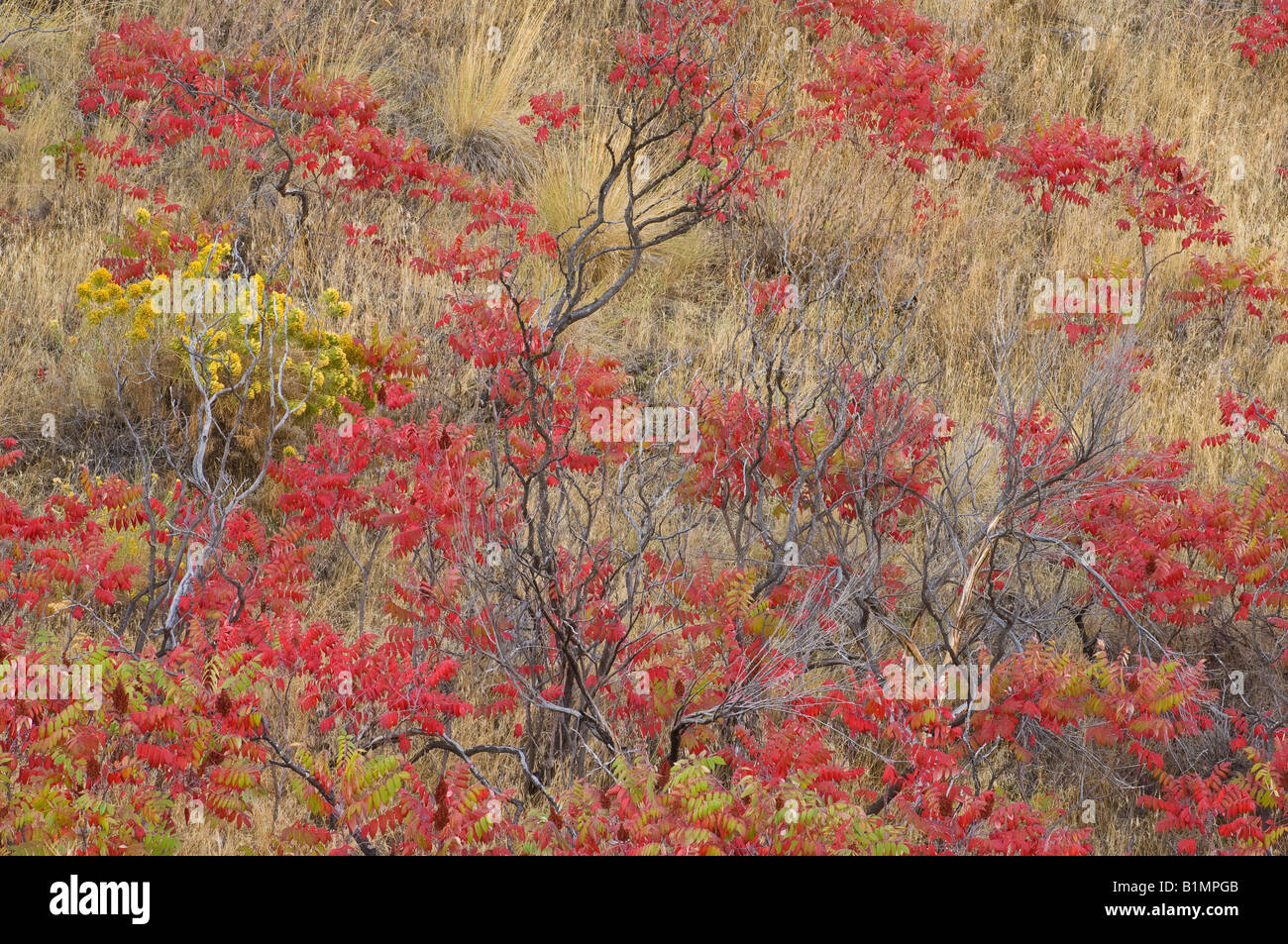 Sumac and Rabbitbrush in Autumn along Deschutes River just above Sherar ...