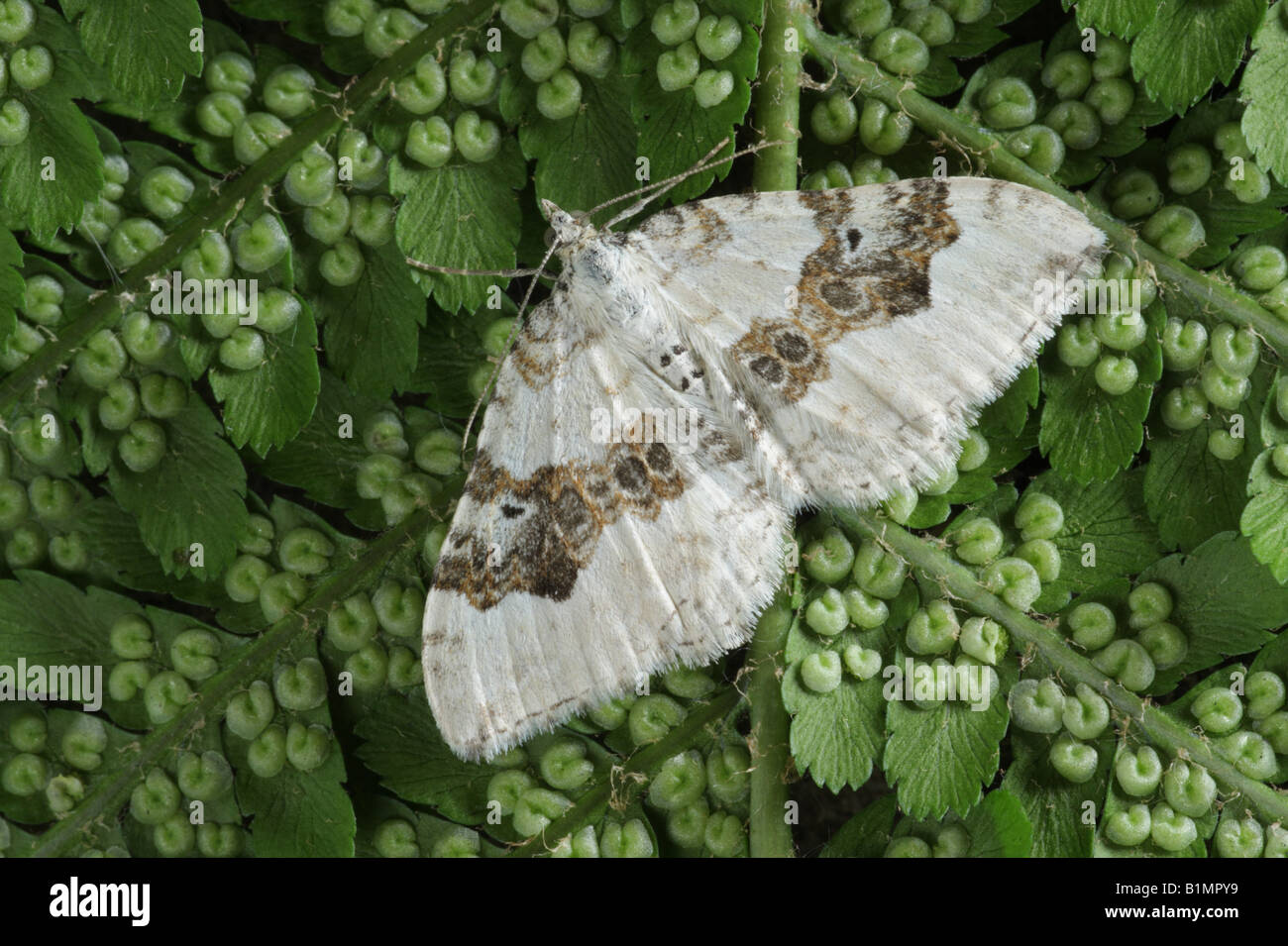 Xanthorhoe montanata hi-res stock photography and images - Alamy