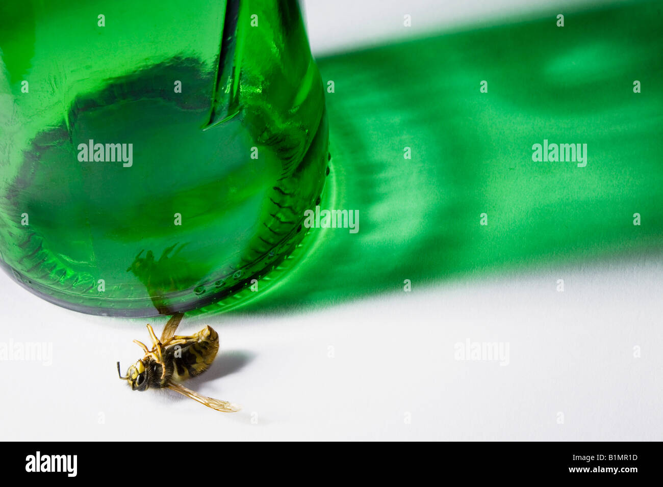 Wasp Killed by beer bottle Stock Photo - Alamy
