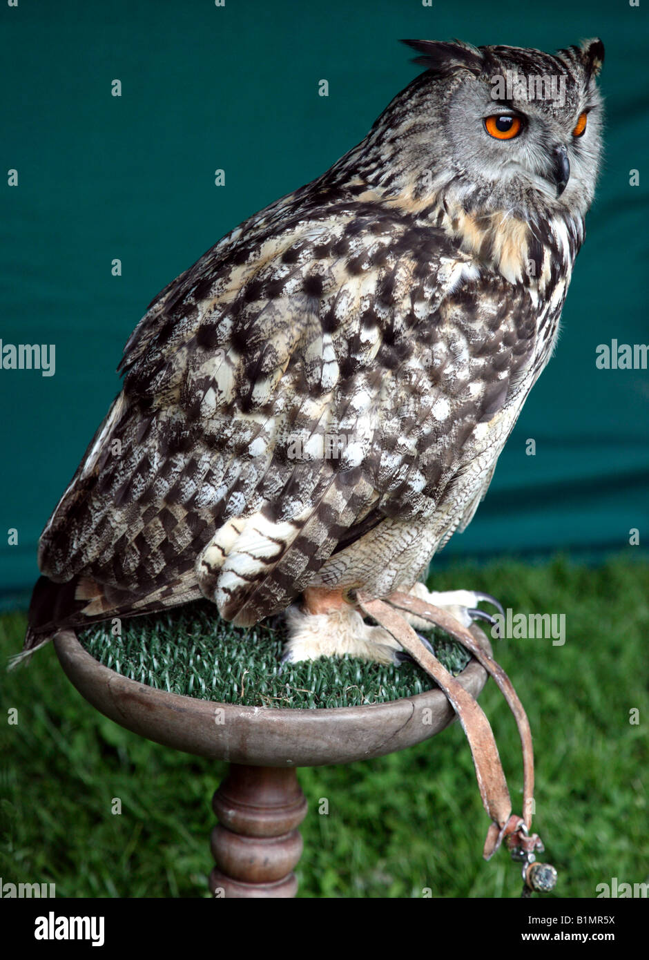 Tethered bird hi-res stock photography and images - Alamy