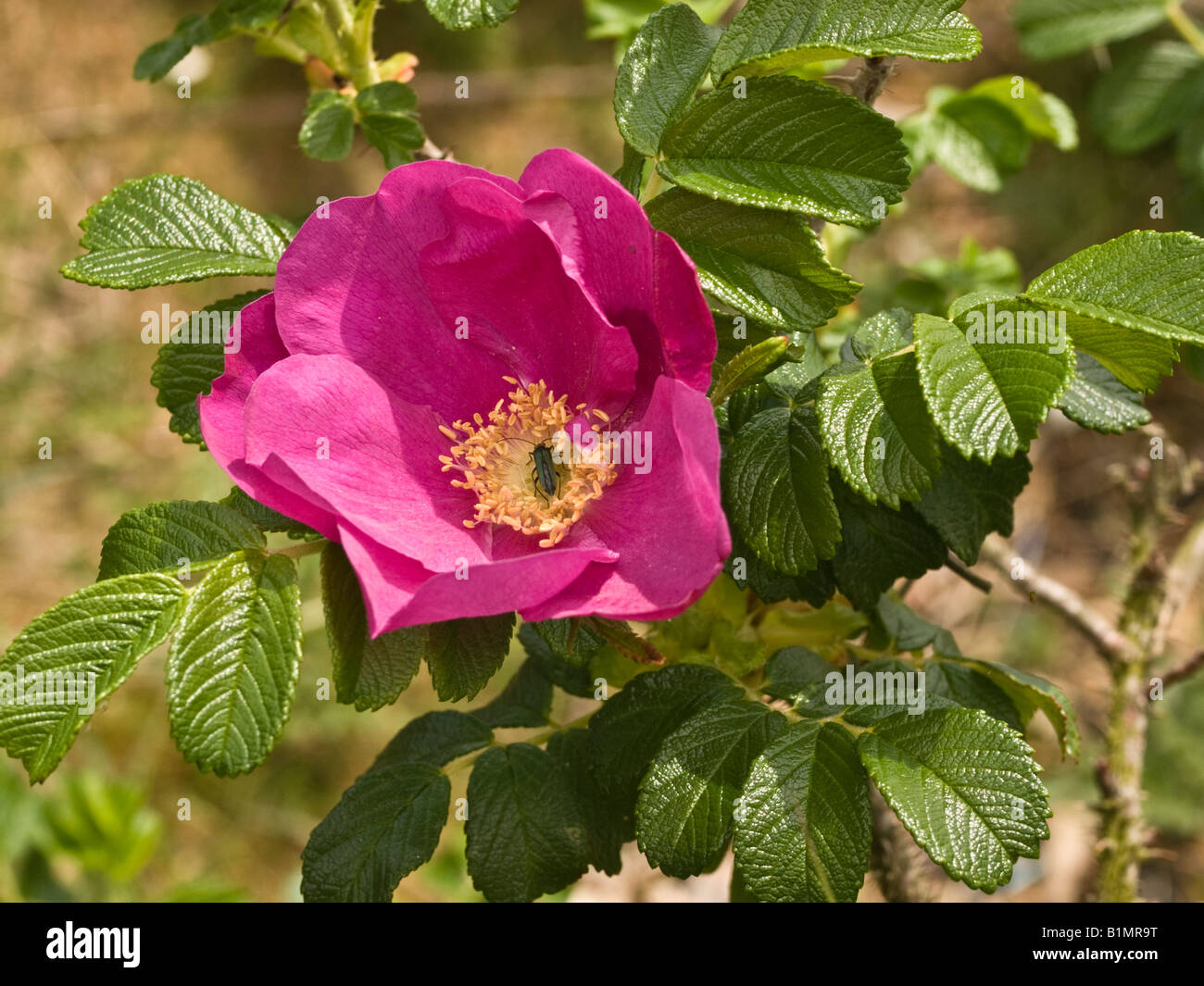 Japanese rose rosa rugosa hi-res stock photography and images - Alamy