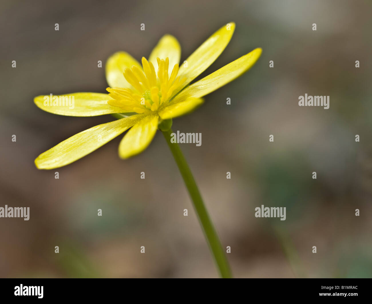 Lesser Celandine Ranunculus ficaria (Ranunculaceae Stock Photo - Alamy