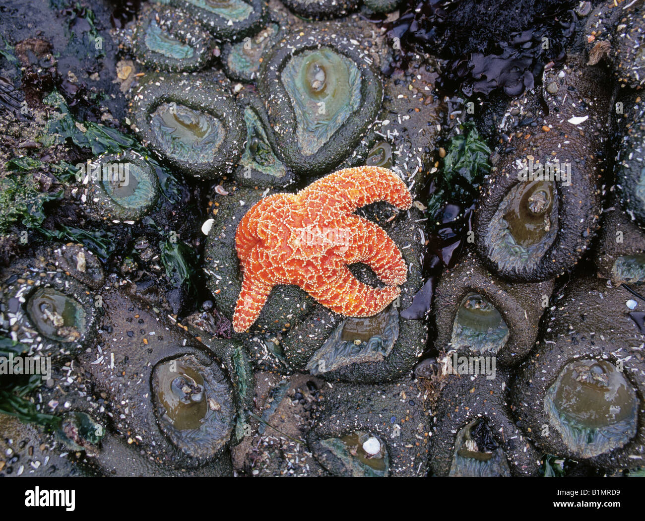 A large colony of sea anemones and an orange sea star starfish cling to ...