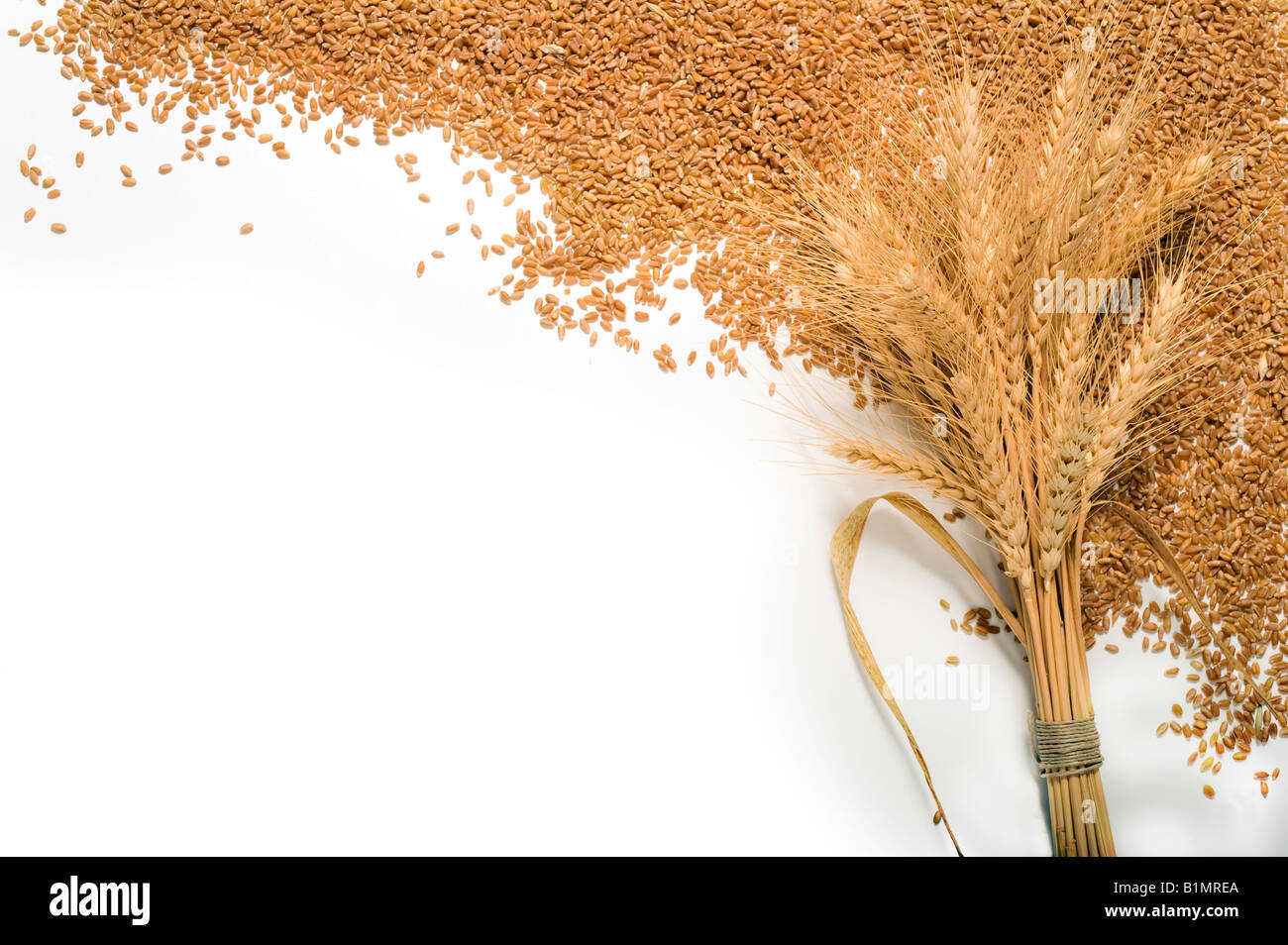 Bundle of wheat and wheat grains isolated on white Stock Photo - Alamy