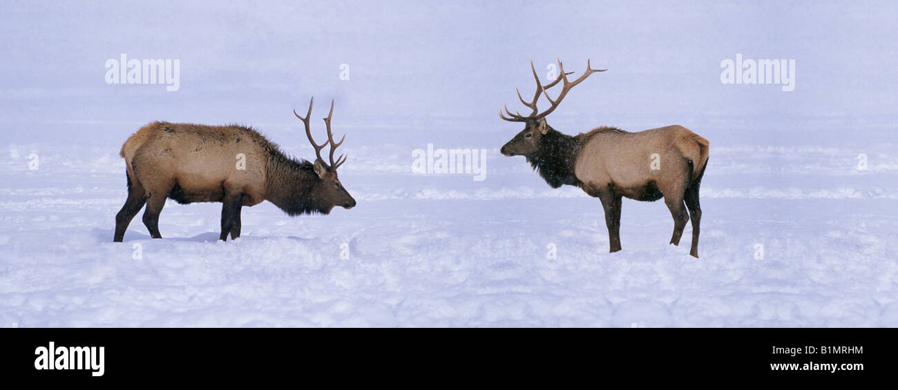 Two large bull elk watch each other in deep snow in the Teton Mountains ...