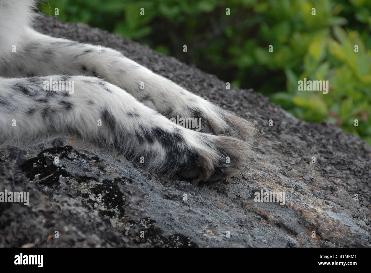 spotted dog paws of resting dog on a rock outdoors after a hike Stock ...