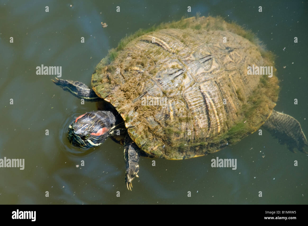 University louisiana lafayette campus hi-res stock photography and ...