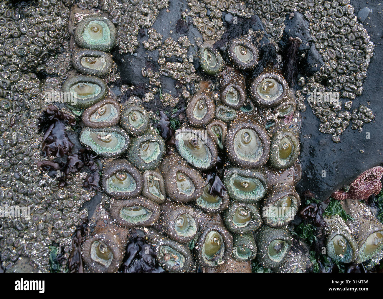 A large colony of sea anemones clings to the rocks in the tide pools ...