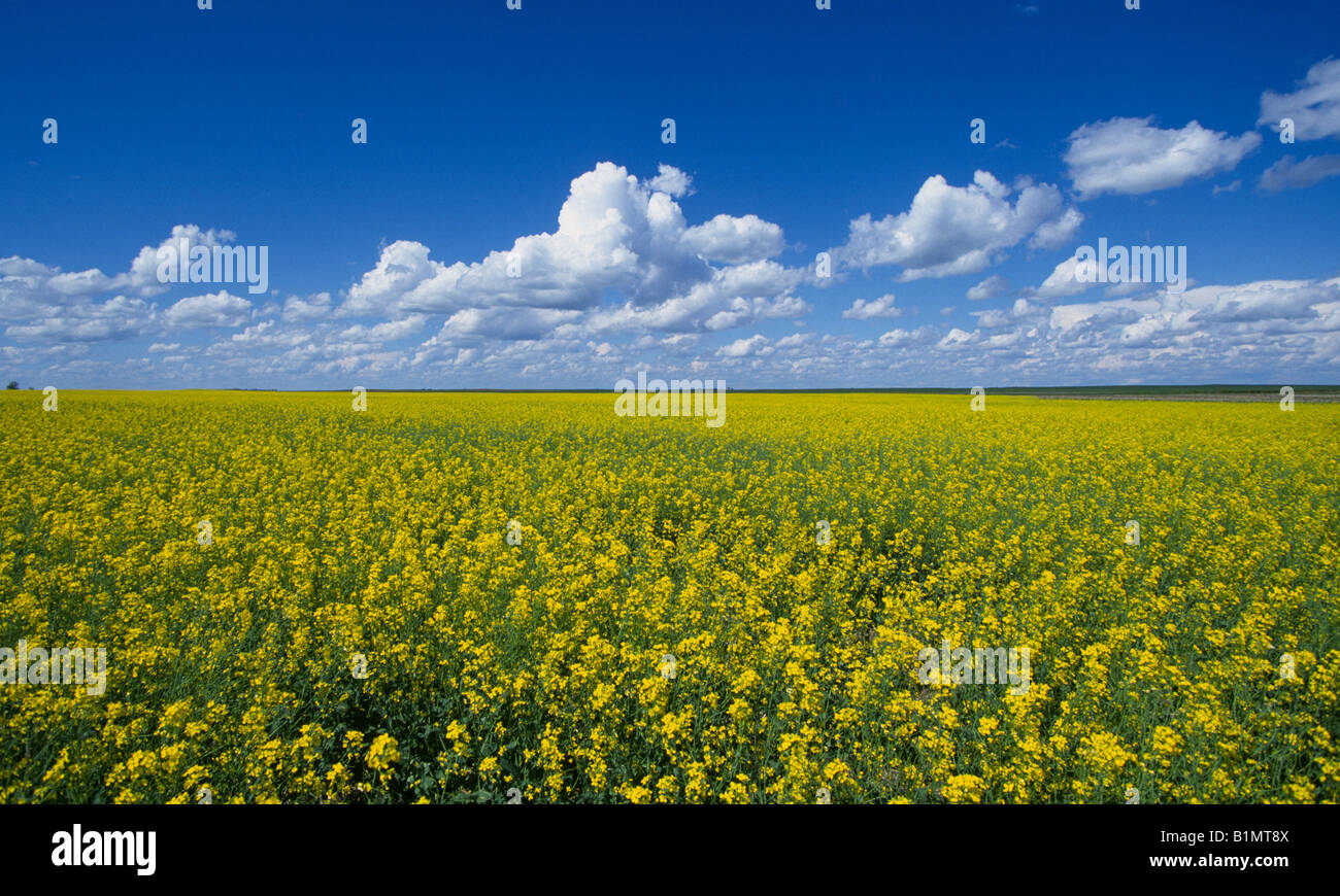 Saskatchewan farm canola hi-res stock photography and images - Alamy