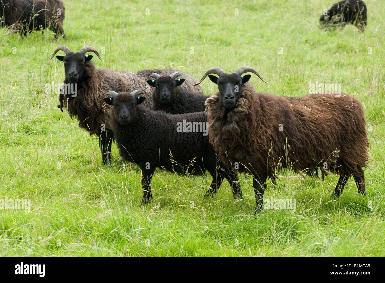 Hebridean Sheep in Field Stock Photo - Alamy