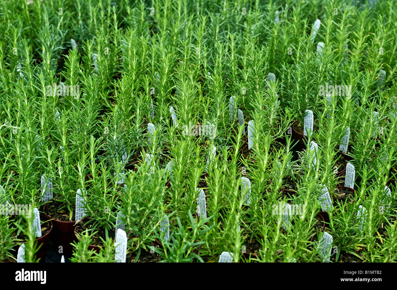 Rosemary herb plants started in a greenhouse Stock Photo - Alamy