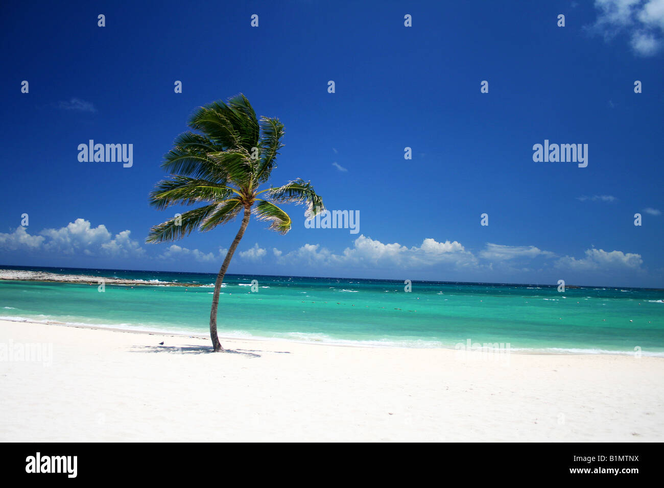 One Palm on the beach Stock Photo - Alamy