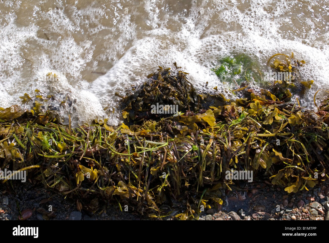 seaweed shoreline Miguasha National Park Stock Photo - Alamy