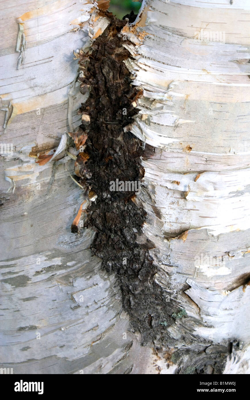 birchbark birch tree Stock Photo - Alamy