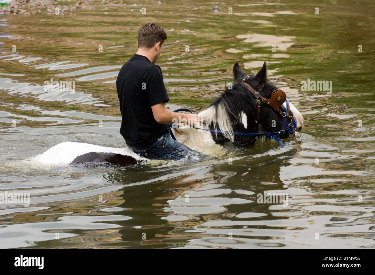 Washing horses in the River Eden at the ancient Appleby Horse Fair held ...