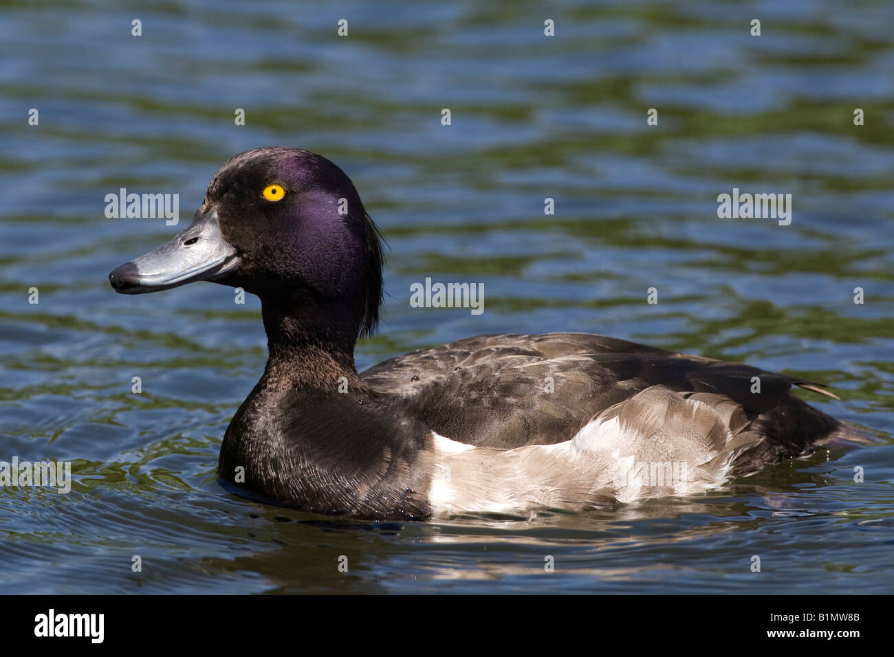 Male Tufted Duck Aythya fuligula London UK summer Stock Photo - Alamy